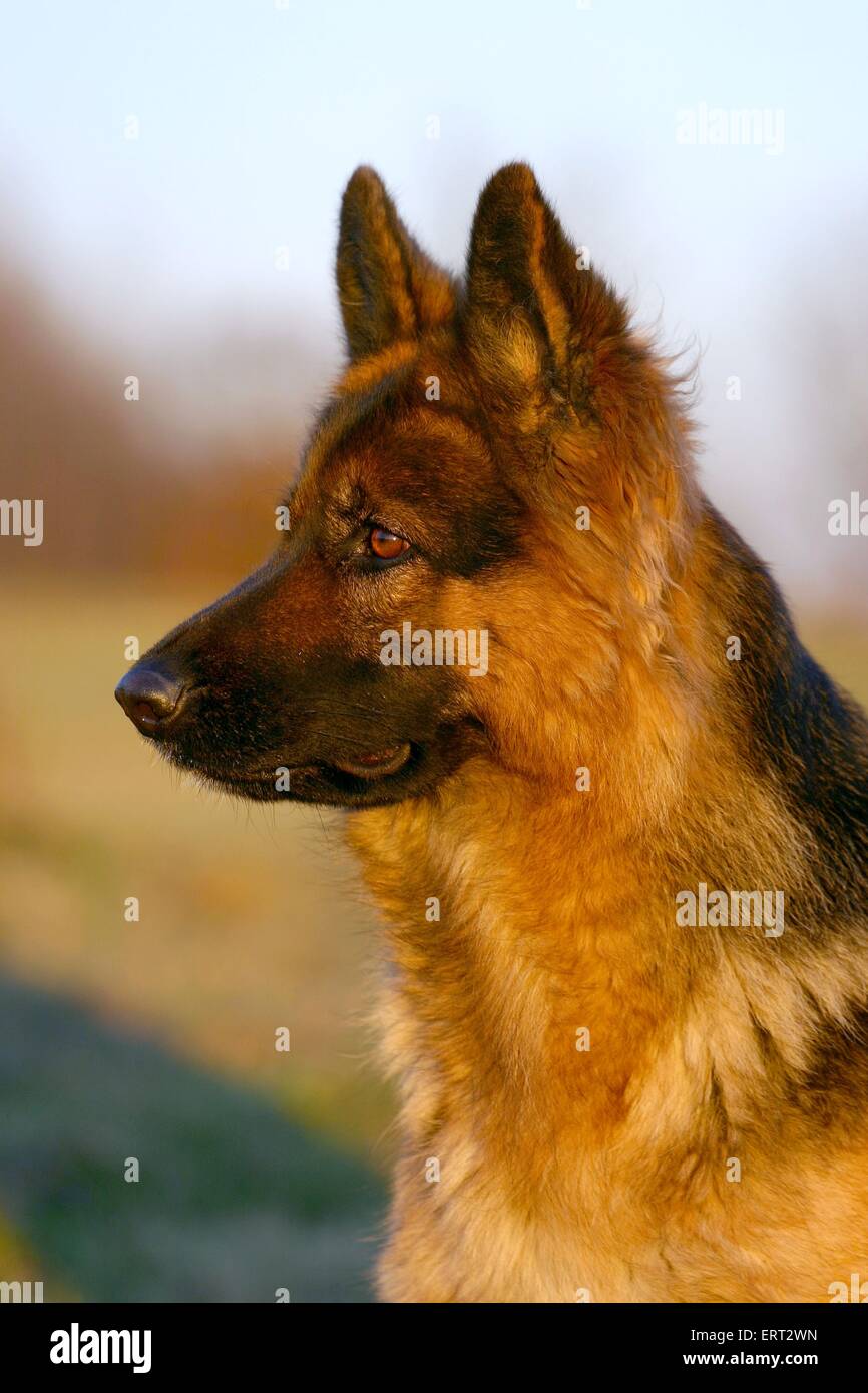 German Shepherd Portrait Stock Photo - Alamy