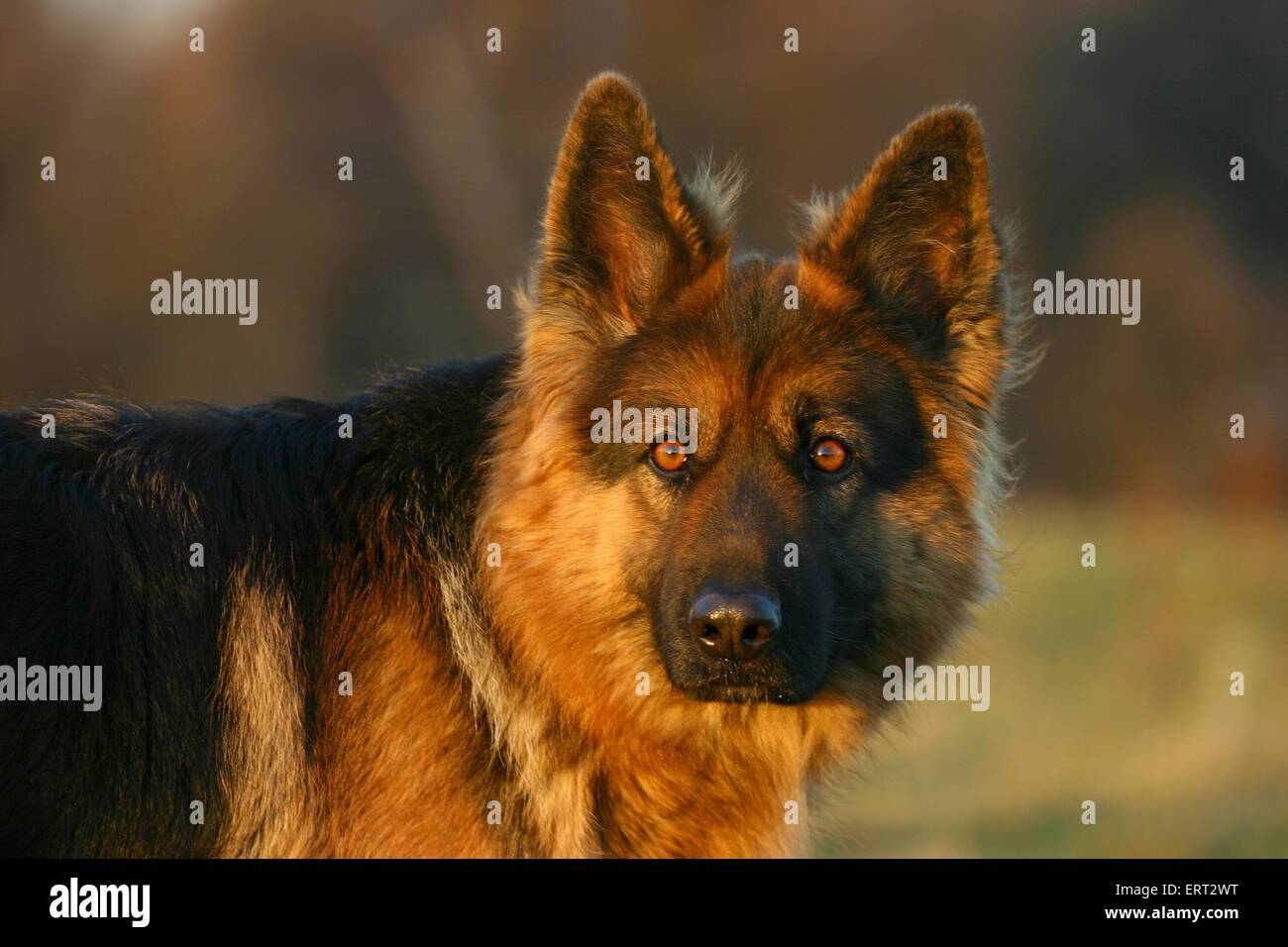German Shepherd Portrait Stock Photo - Alamy