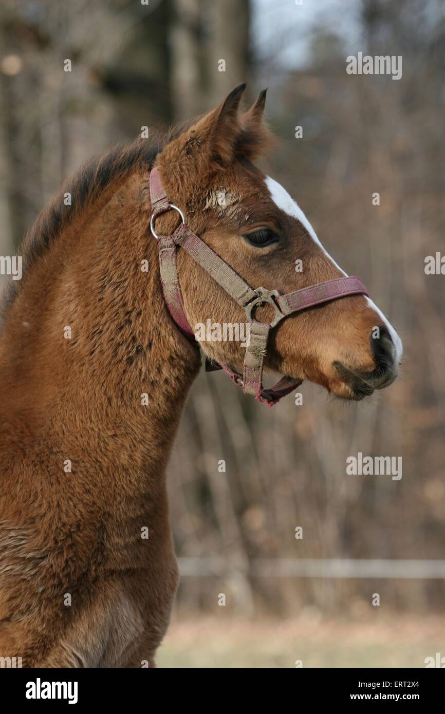 Foal head horse portrait hi-res stock photography and images - Alamy