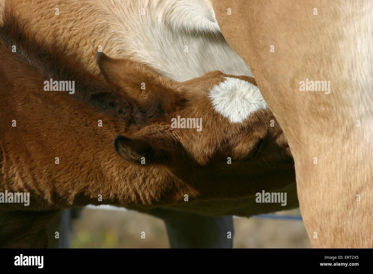 Horse sucking hi-res stock photography and images - Alamy