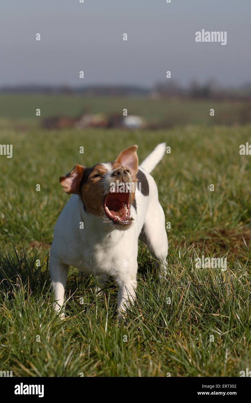 Jack Russell Barking High Resolution Stock Photography and Images - Alamy