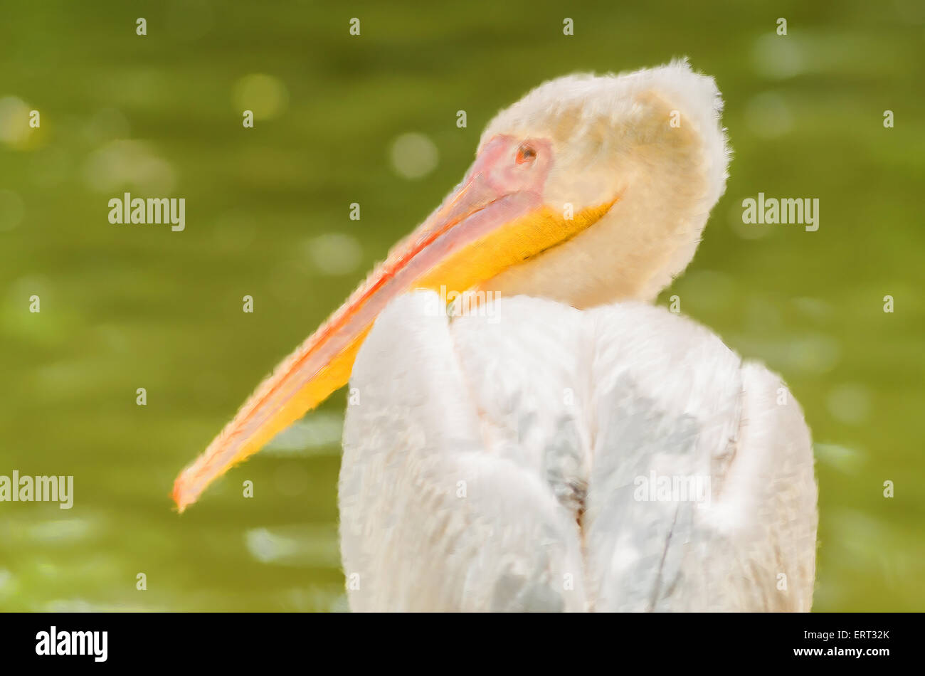Abstract Painting Filter Of Pelican Portrait Stock Photo - Alamy