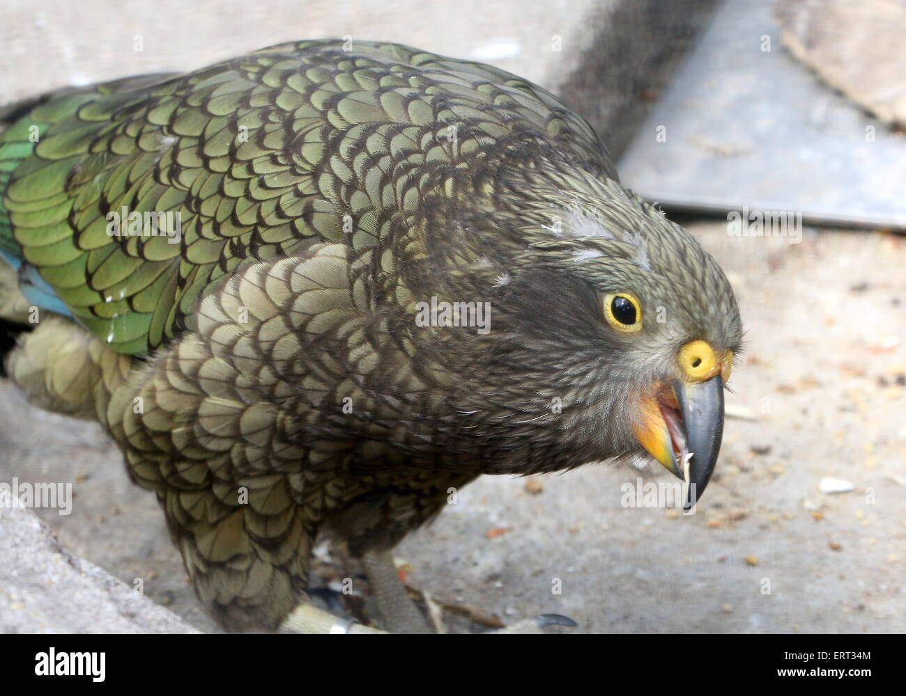 Kea bird hi-res stock photography and images - Alamy