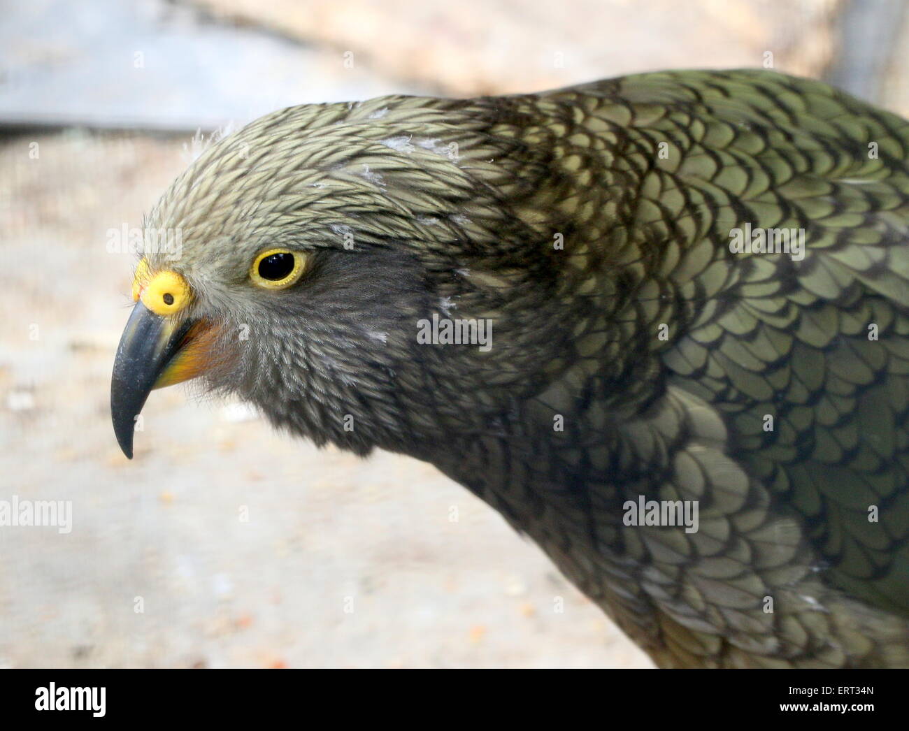 Close-up of the head of a mature New Zealand Kea bird (Nestor notabilis ...