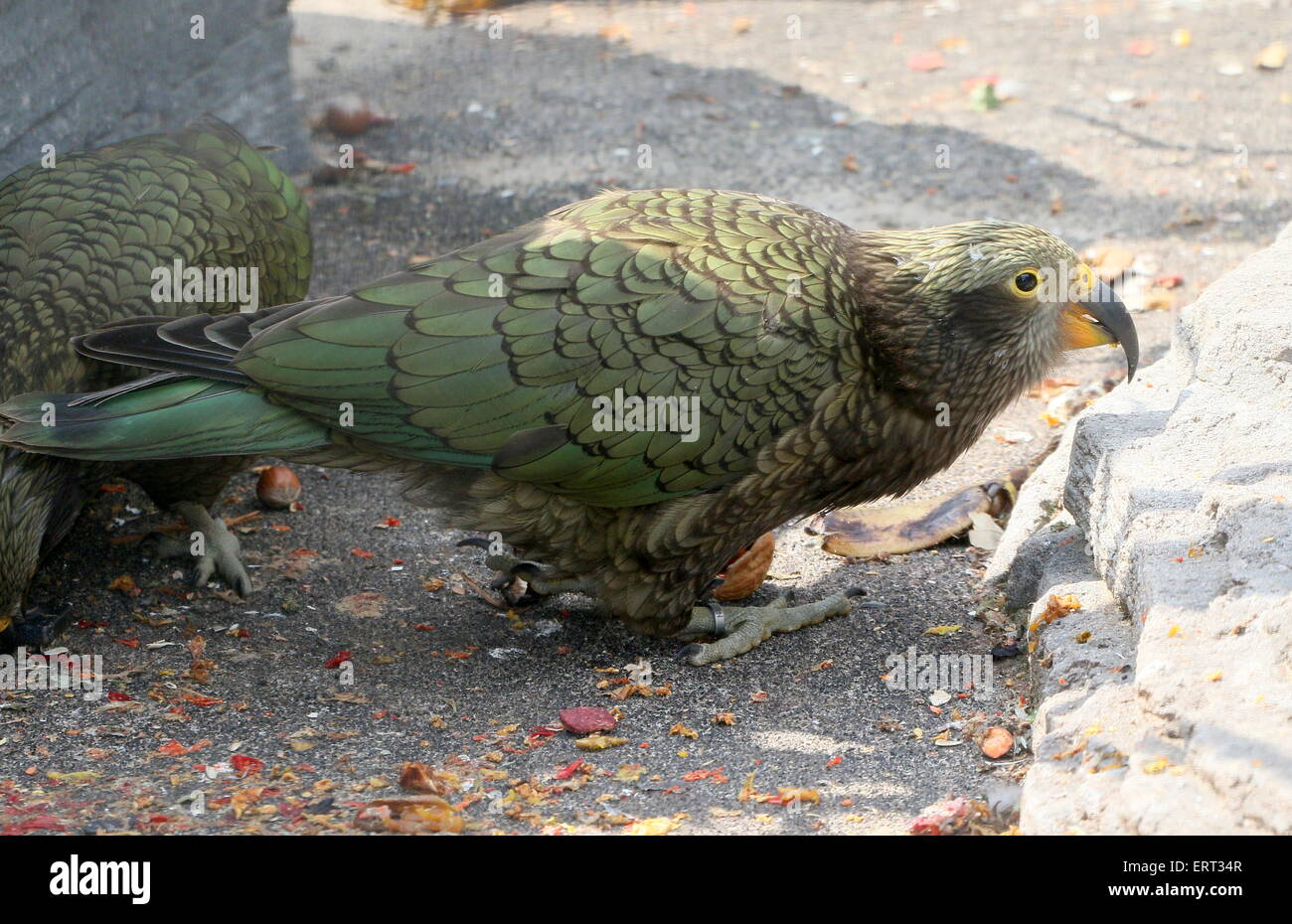 New Zealand Kea bird (Nestor notabilis Stock Photo - Alamy