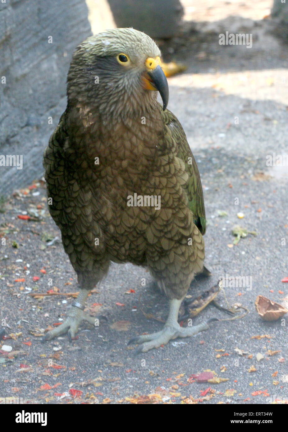 Mature New Zealand Kea bird (Nestor notabilis Stock Photo - Alamy
