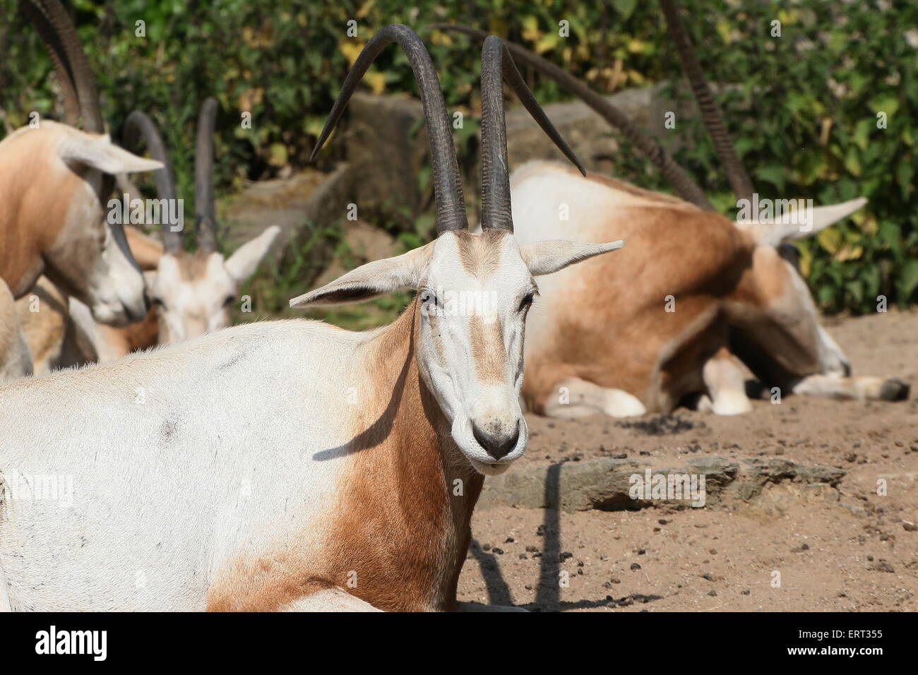 Orix de cuernos de cimitarra hi-res stock photography and images - Alamy