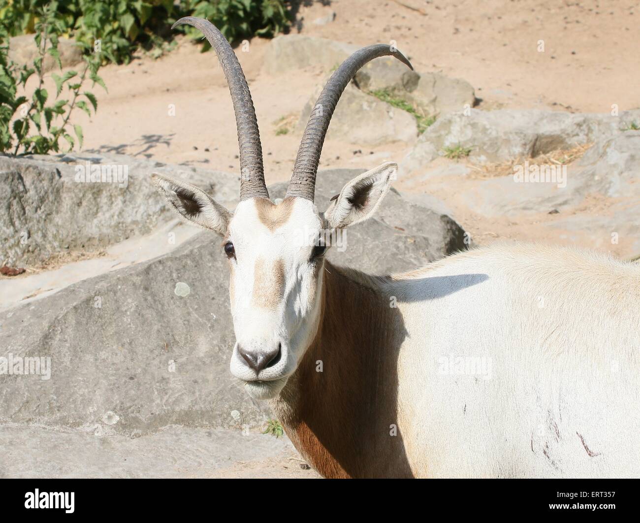 Saharan Scimitar Oryx or Scimitar-horned oryx ( Oryx dammah Stock Photo ...