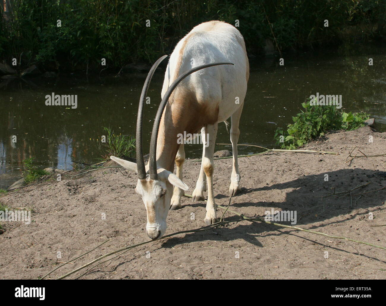 Saharan Scimitar Oryx or Scimitar-horned oryx ( Oryx dammah) at ...