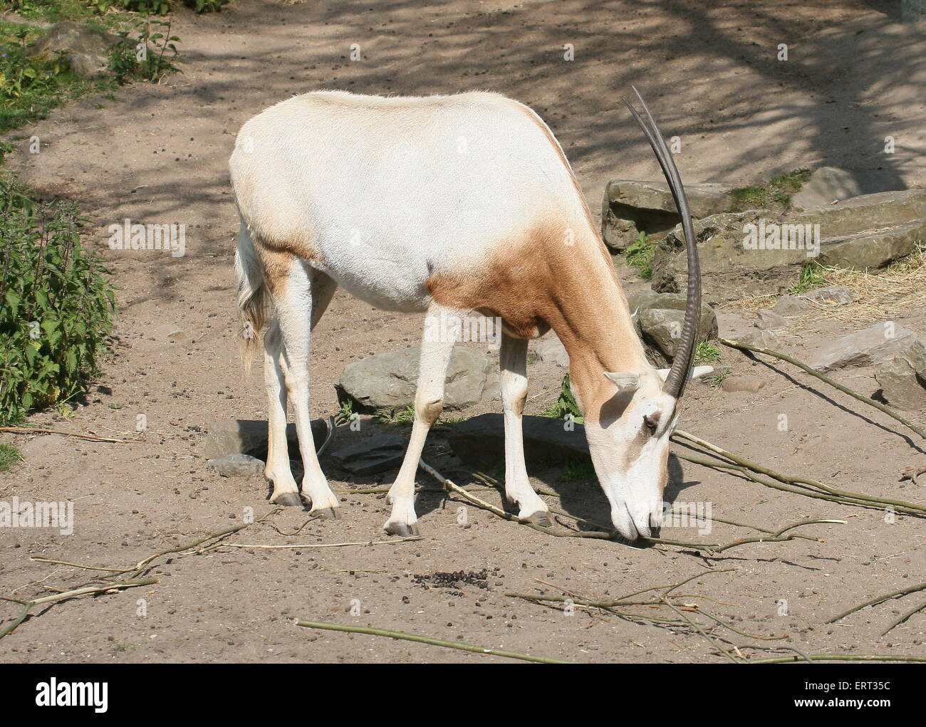 Grazing Saharan Scimitar Oryx or Scimitar-horned oryx ( Oryx dammah ...