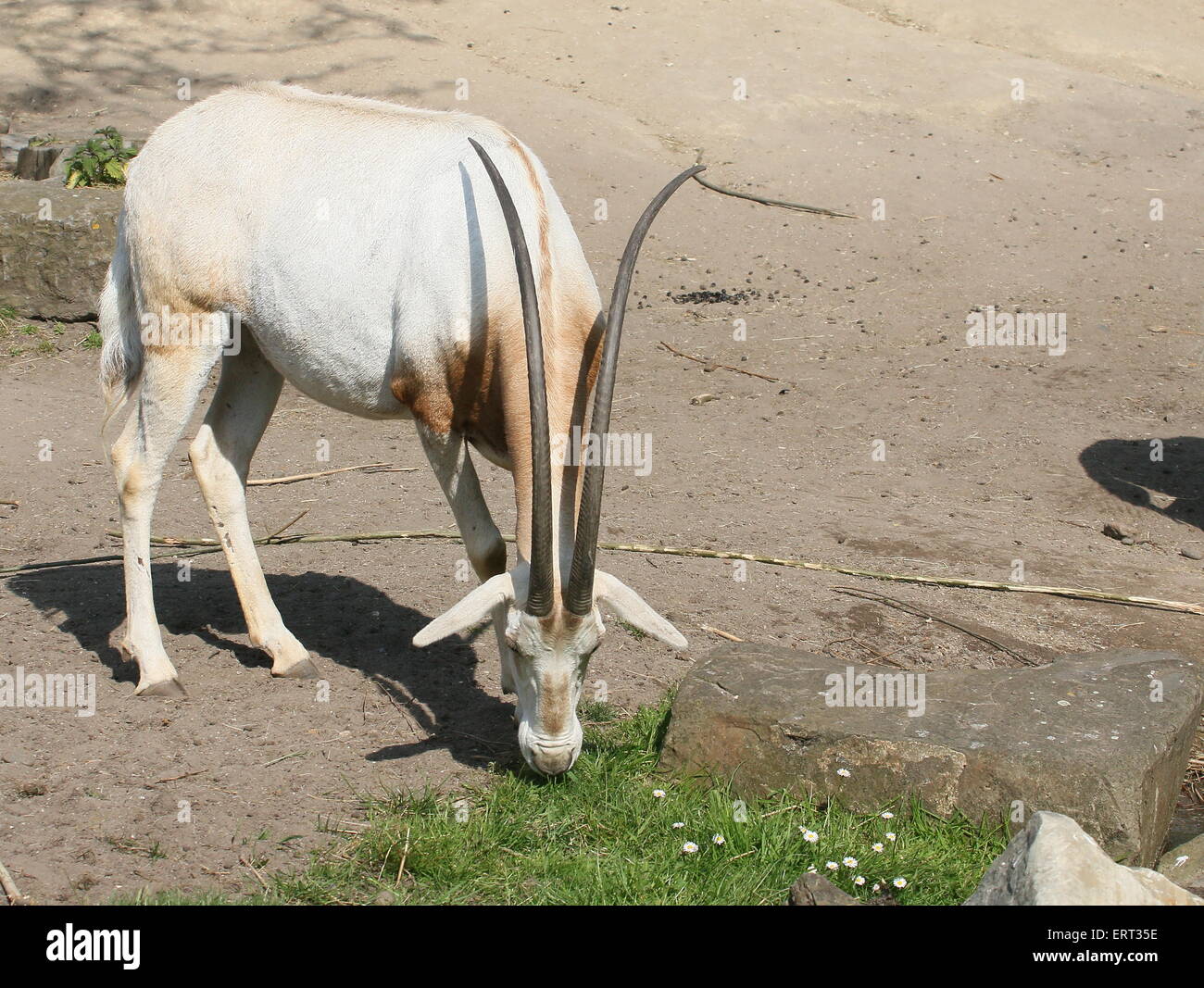 Formerly Extinct Species High Resolution Stock Photography and Images ...