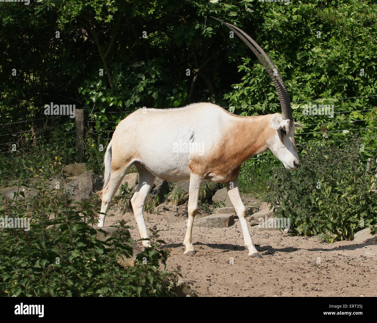 Orix de cuernos de cimitarra hi-res stock photography and images - Alamy