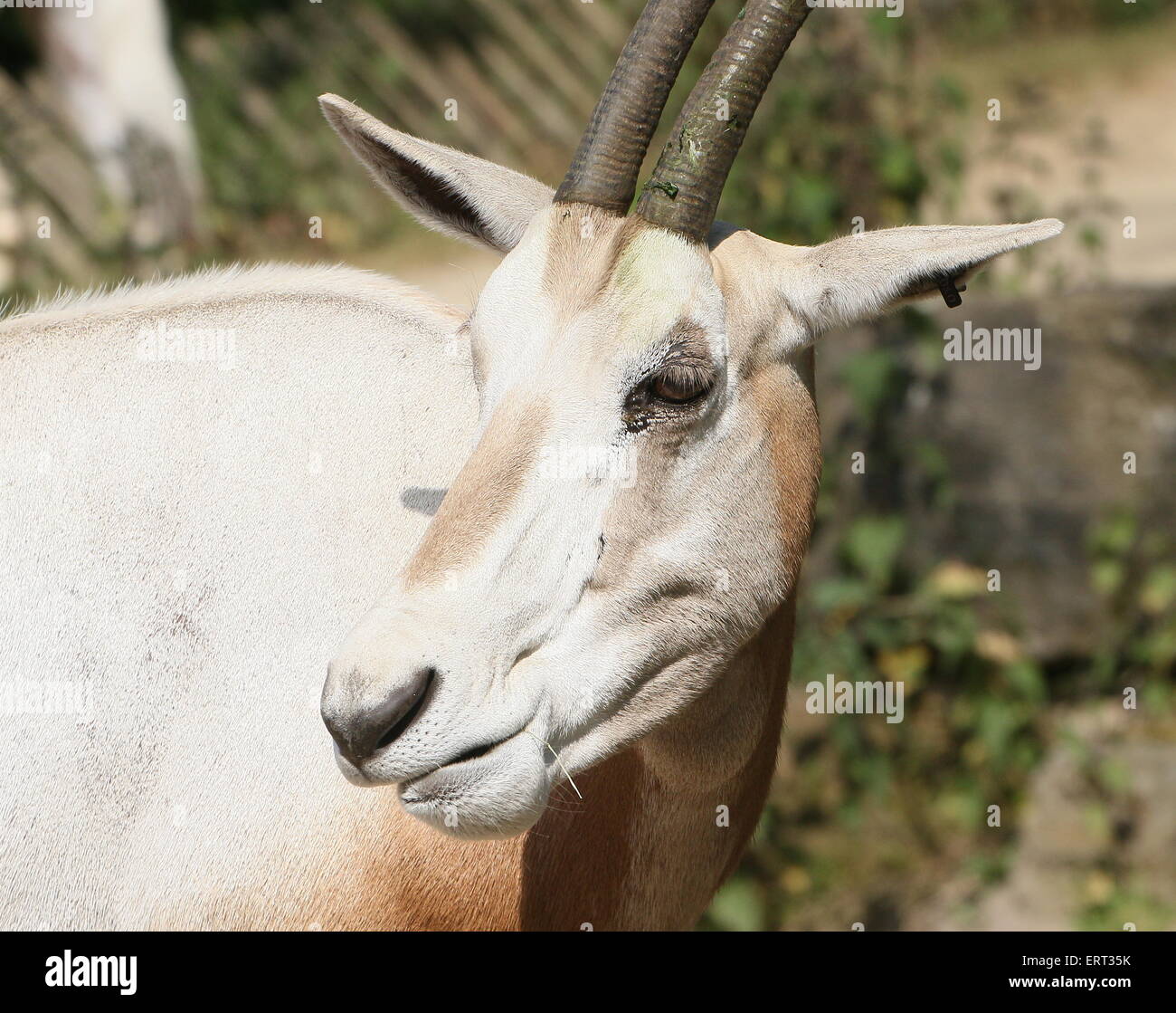 Scimitar horned oryx horns hi-res stock photography and images - Alamy