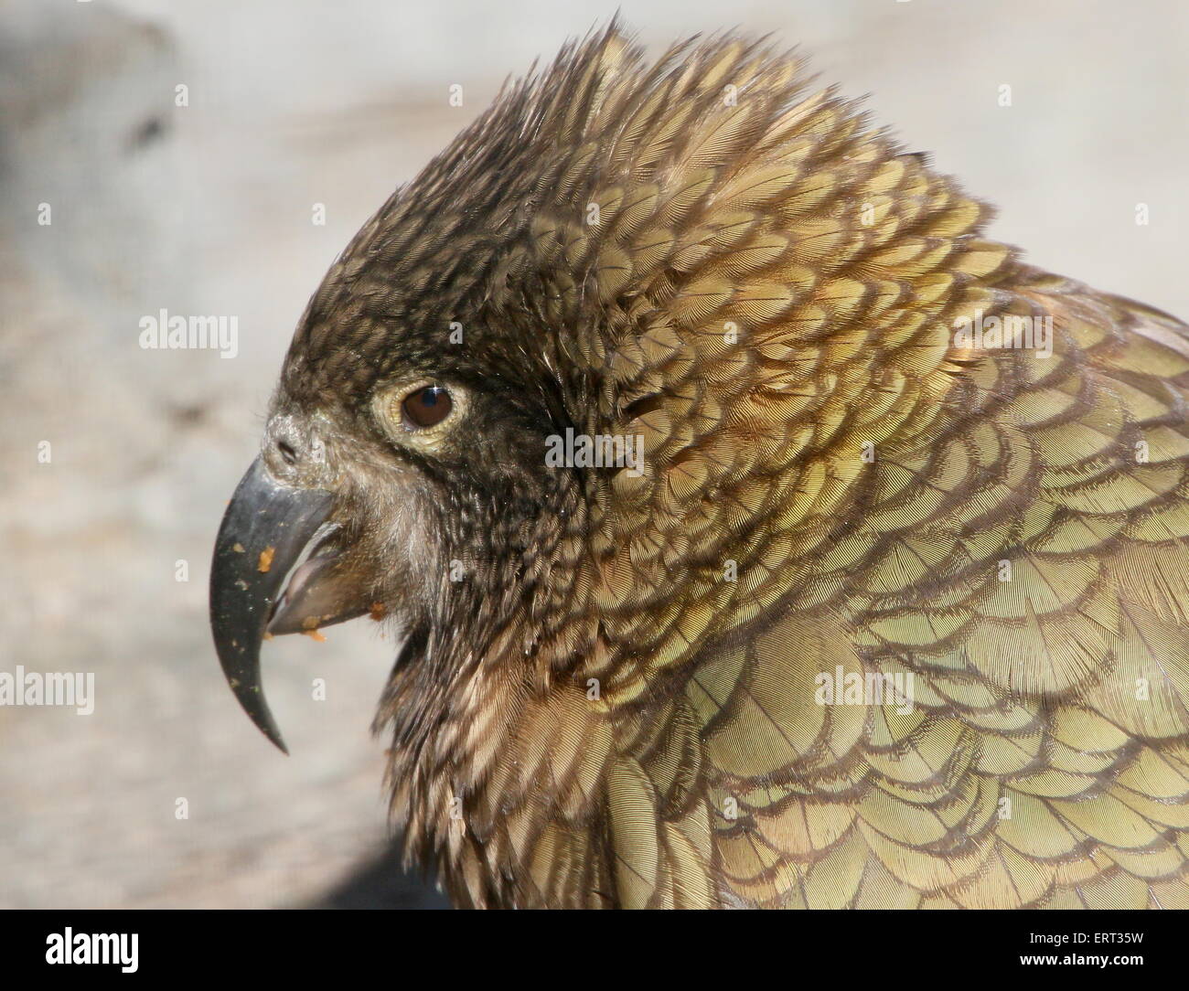 Juvenile New Zealand Kea bird (Nestor notabilis), close-up of the head ...