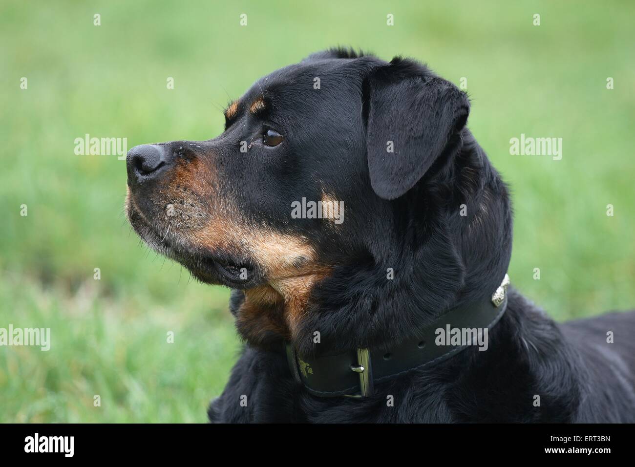 Rottweiler side profile of head hi-res stock photography and images - Alamy