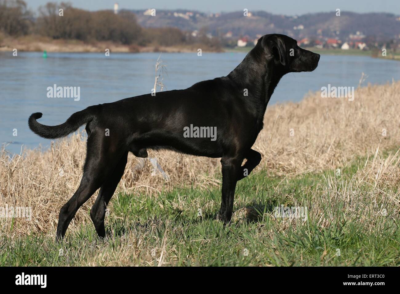 Paw stand dog hi-res stock photography and images - Alamy