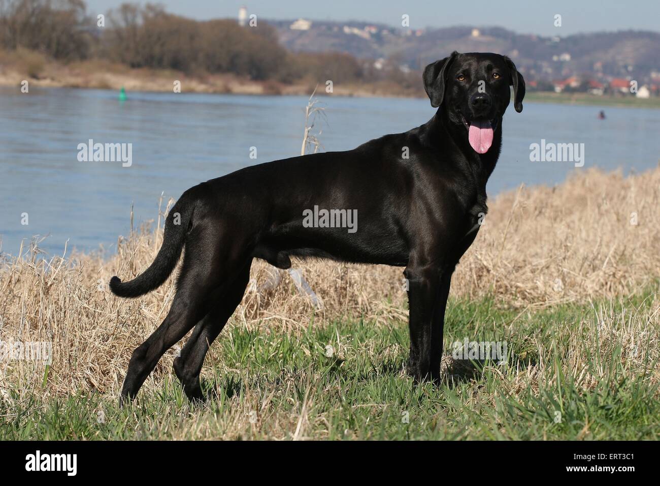 Weimaraner labrador hi-res stock photography and images - Alamy