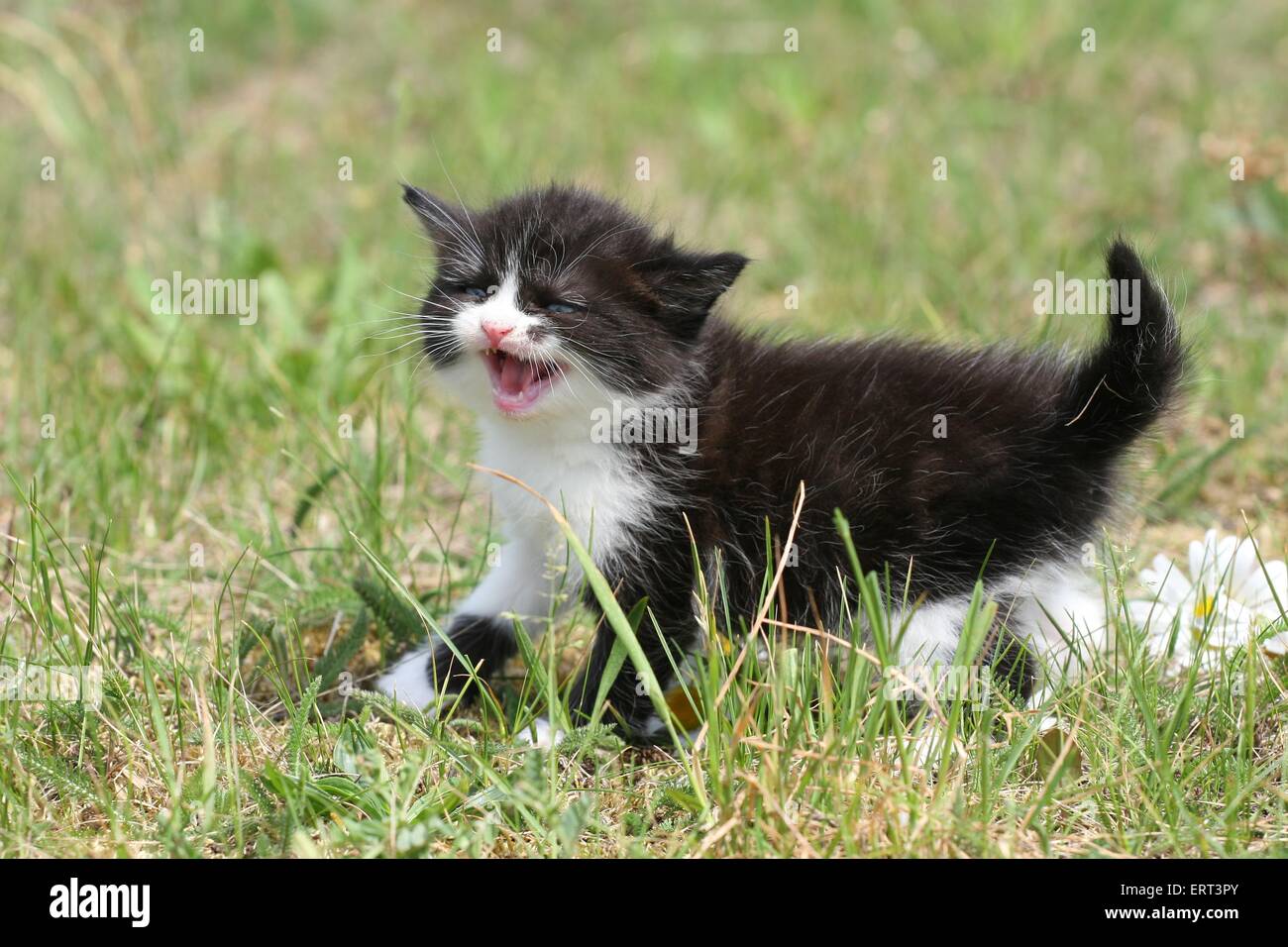 German Longhair kitten Stock Photo - Alamy