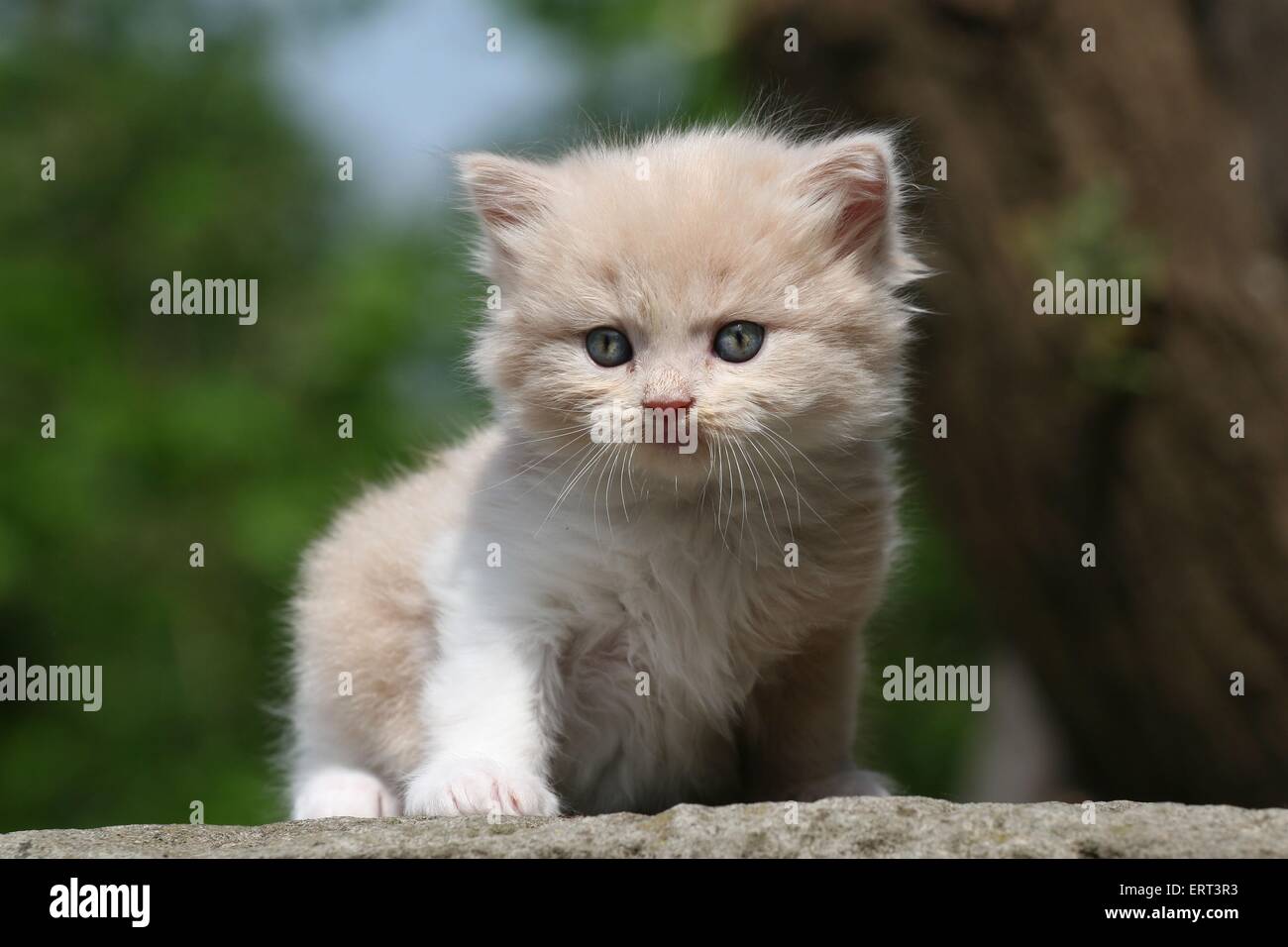 German Longhair kitten Stock Photo - Alamy