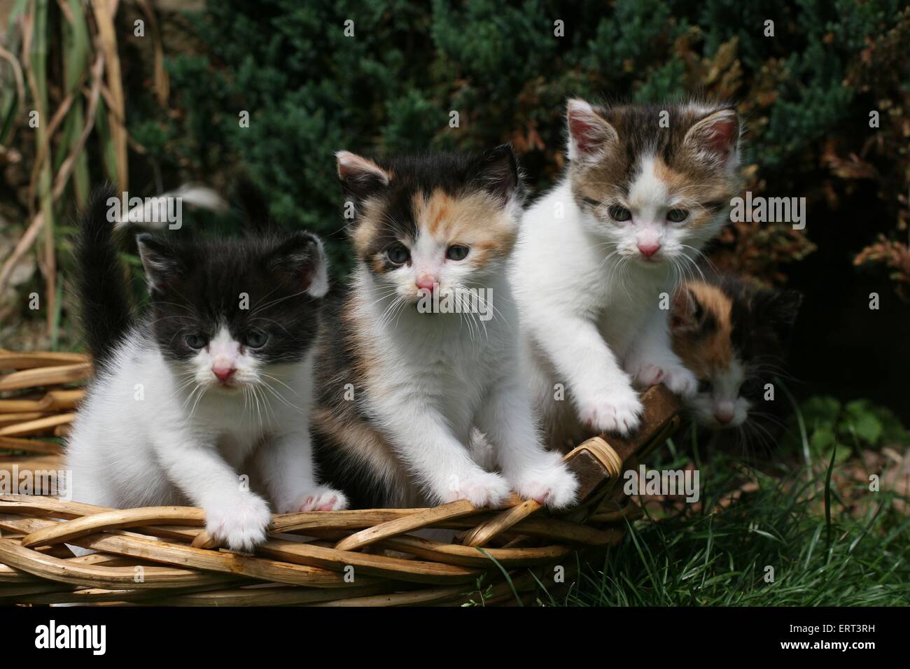 Three colored kitten hi-res stock photography and images - Alamy