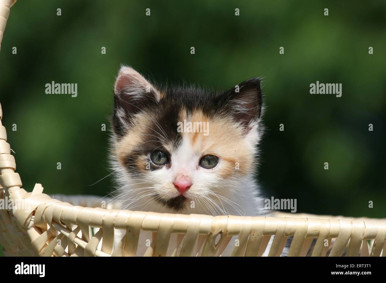 Kittens And Cats High Resolution Stock Photography and Images - Alamy