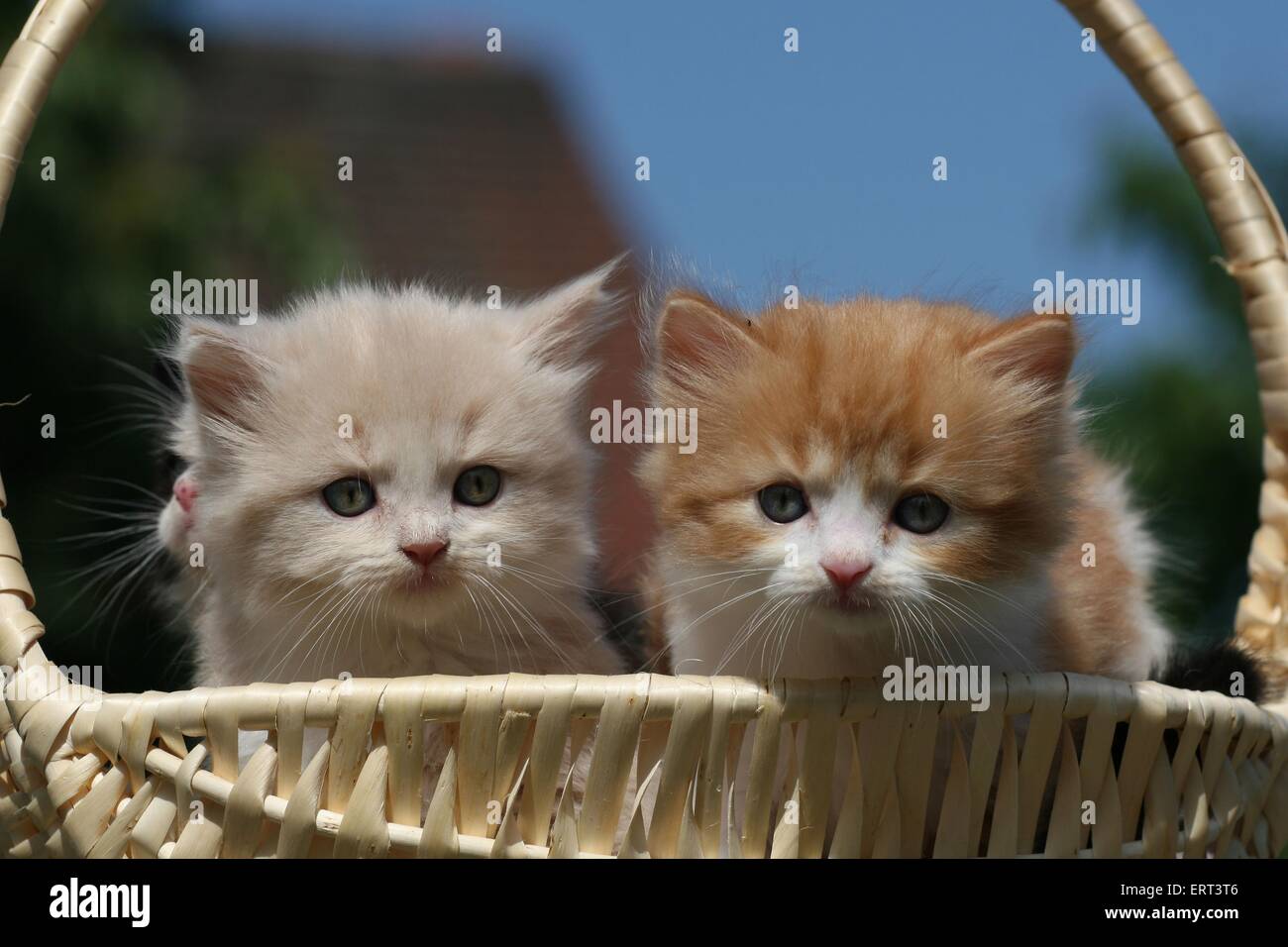 German Longhair Kitten Stock Photo - Alamy