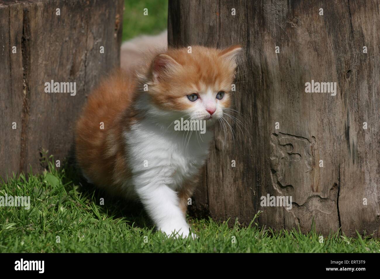 German Longhair Kitten Stock Photo - Alamy