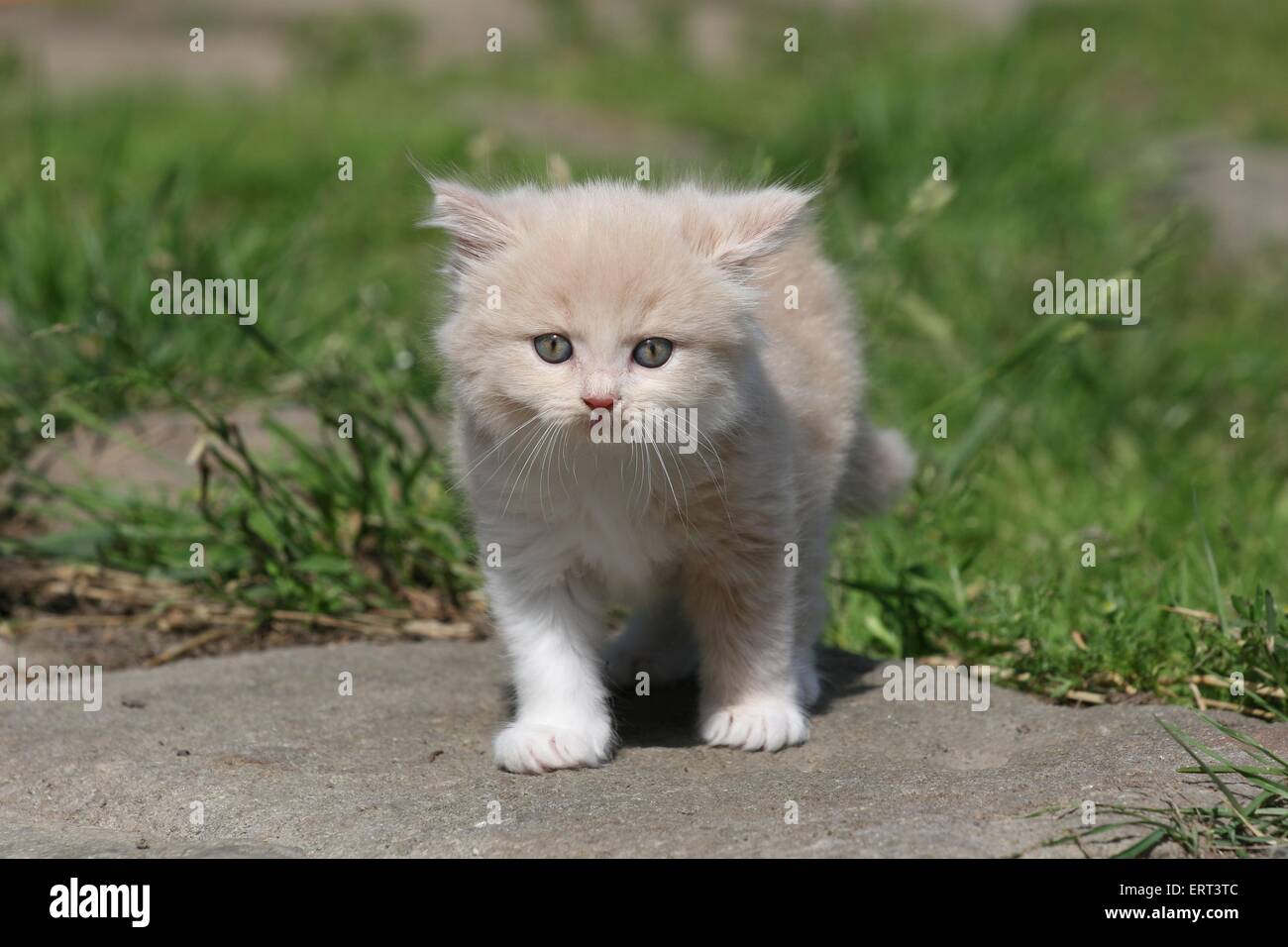 German Longhair Kitten Stock Photo - Alamy
