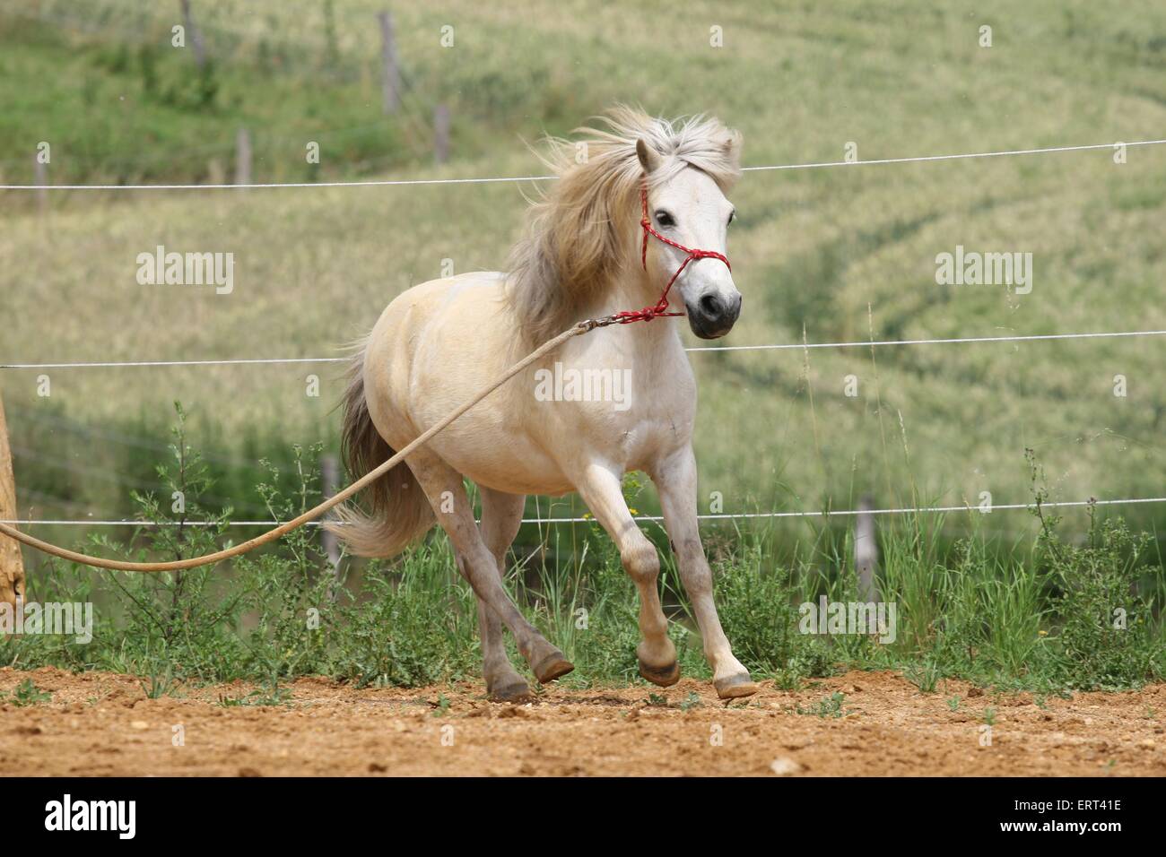 Pony and train hi-res stock photography and images - Alamy