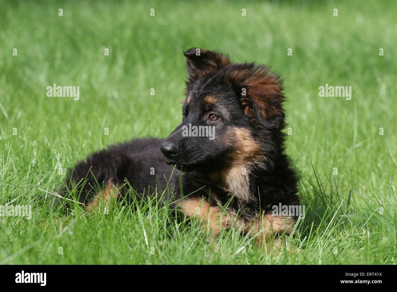 German Shepherd pup Stock Photo - Alamy