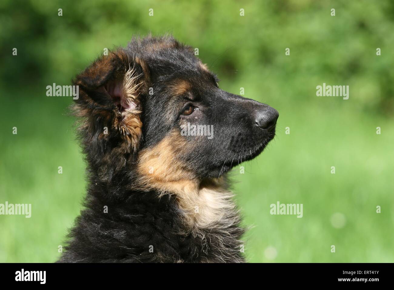 German Shepherd pup Stock Photo - Alamy