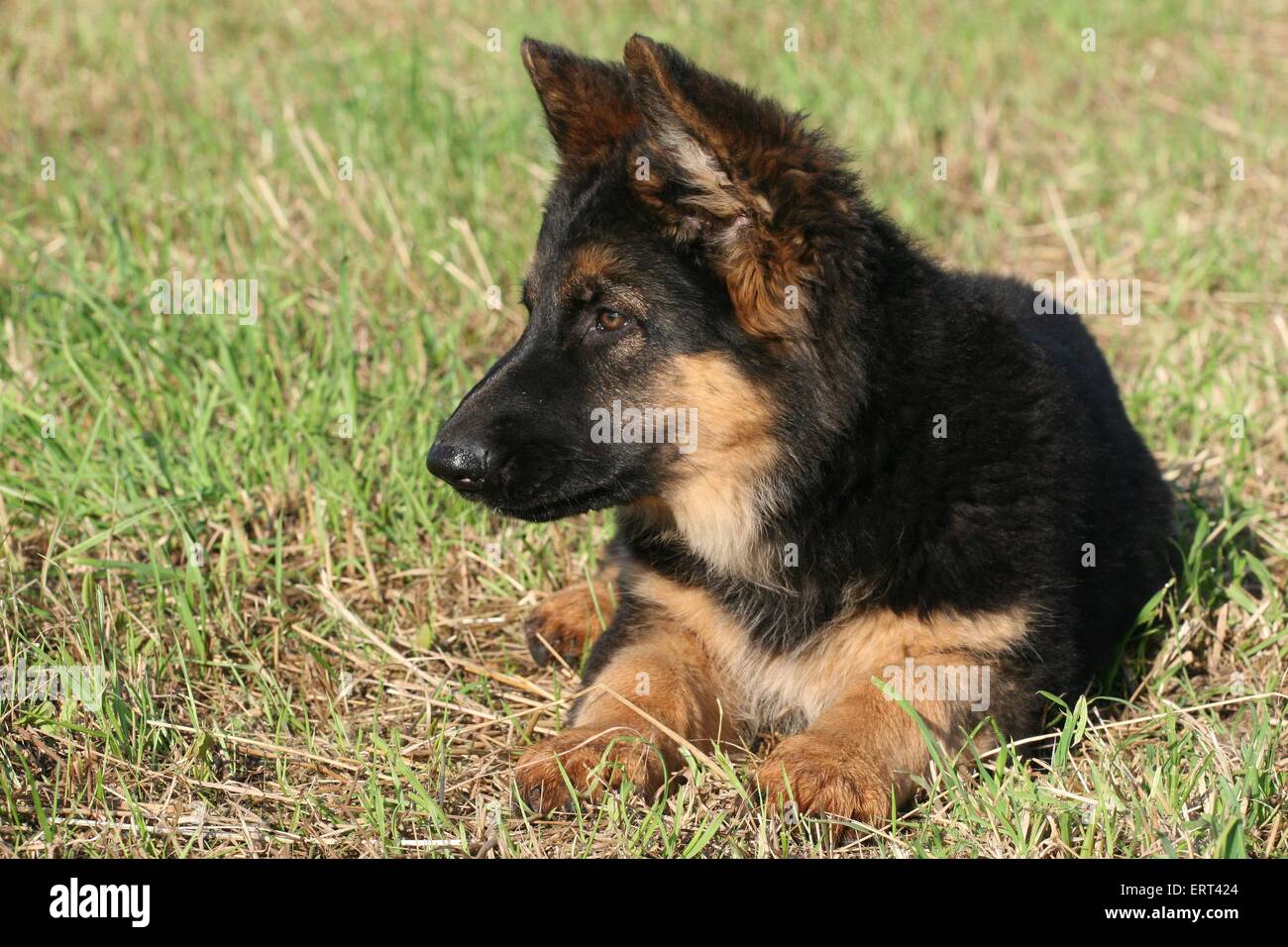 young German Shepherd Stock Photo - Alamy