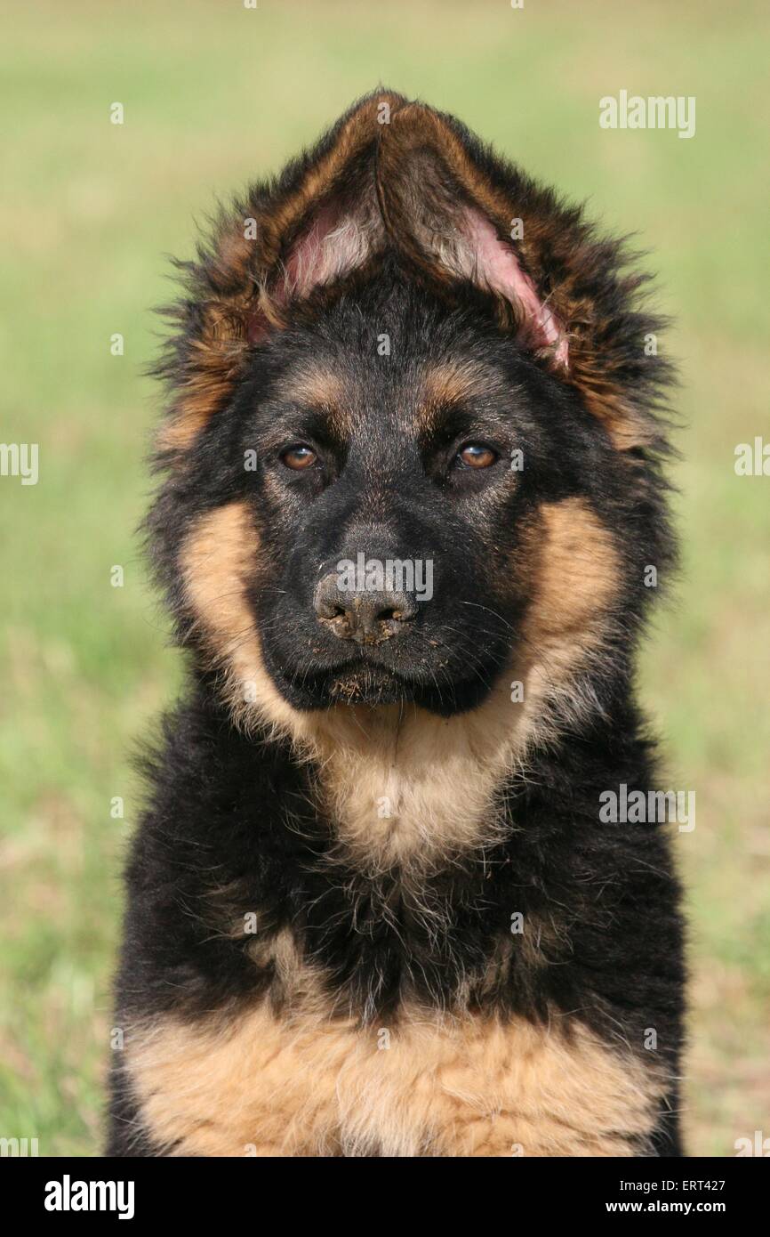 young German Shepherd Stock Photo - Alamy