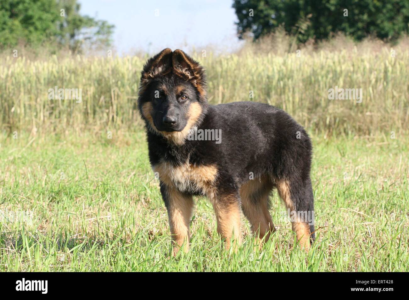 young German Shepherd Stock Photo - Alamy
