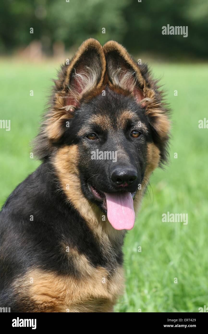 young German Shepherd Stock Photo - Alamy