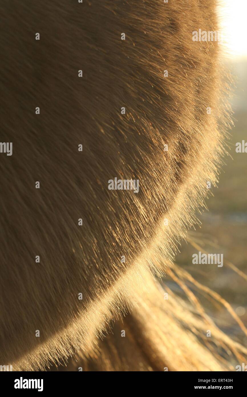 Sorrel coat hi-res stock photography and images - Alamy