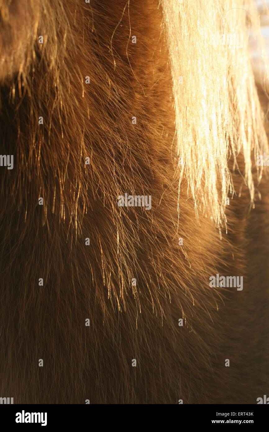 Sorrel coat hi-res stock photography and images - Alamy