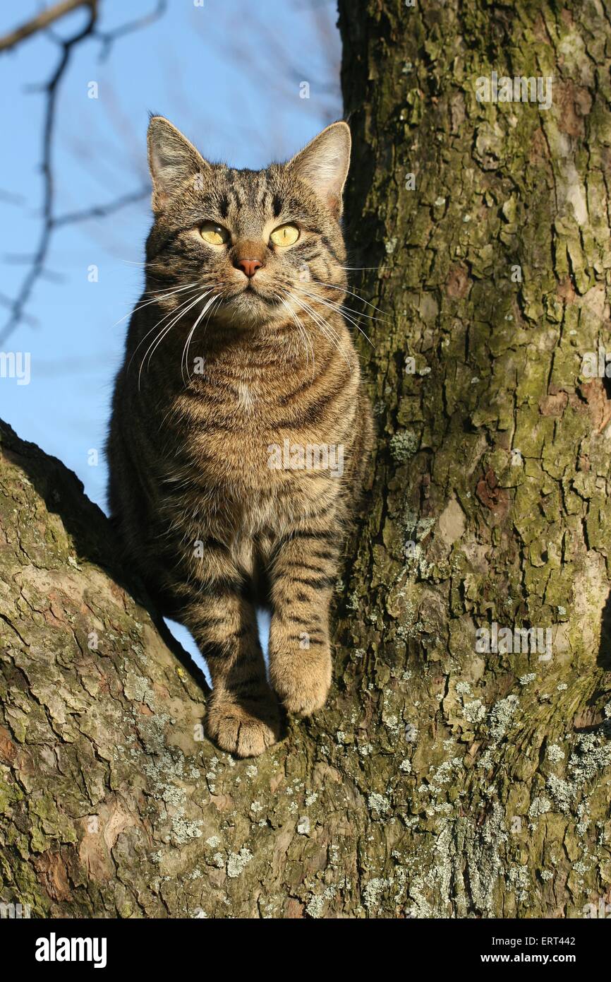 cat on a tree Stock Photo - Alamy