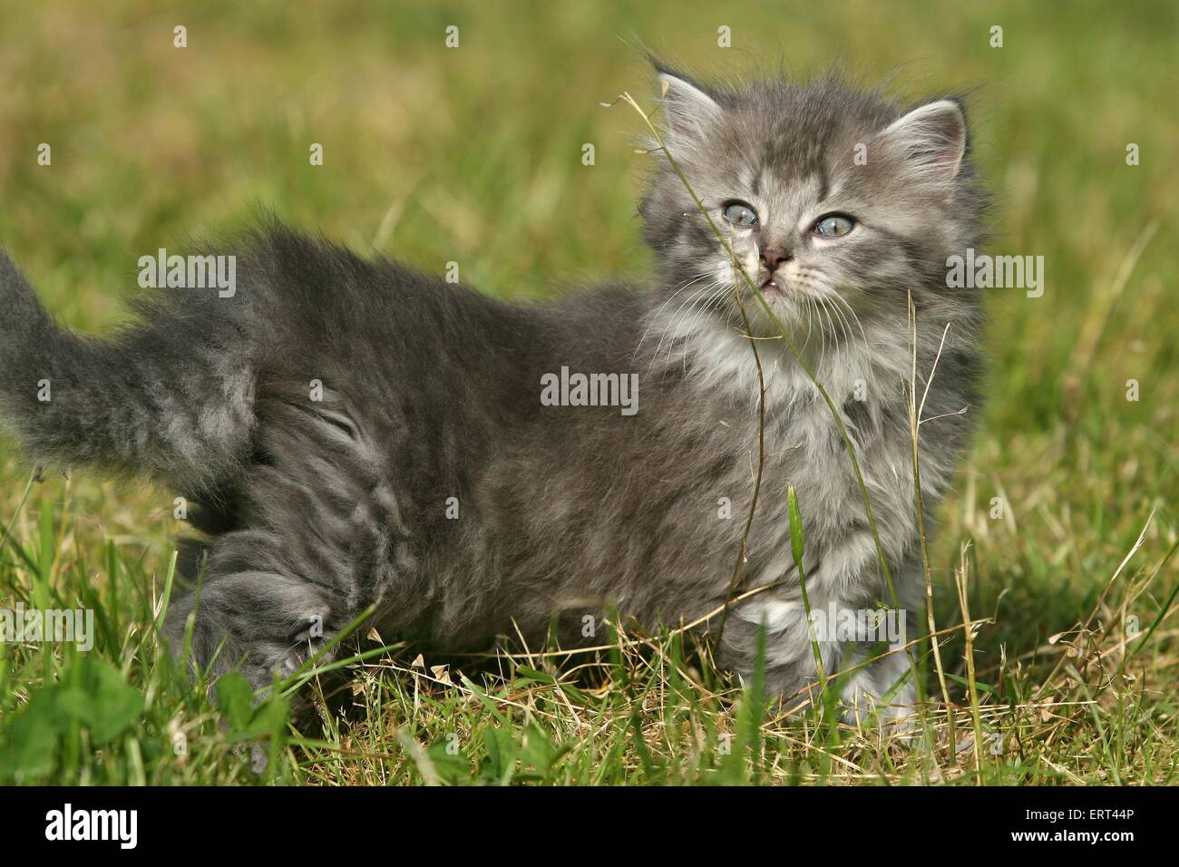 German Longhair kitten Stock Photo - Alamy