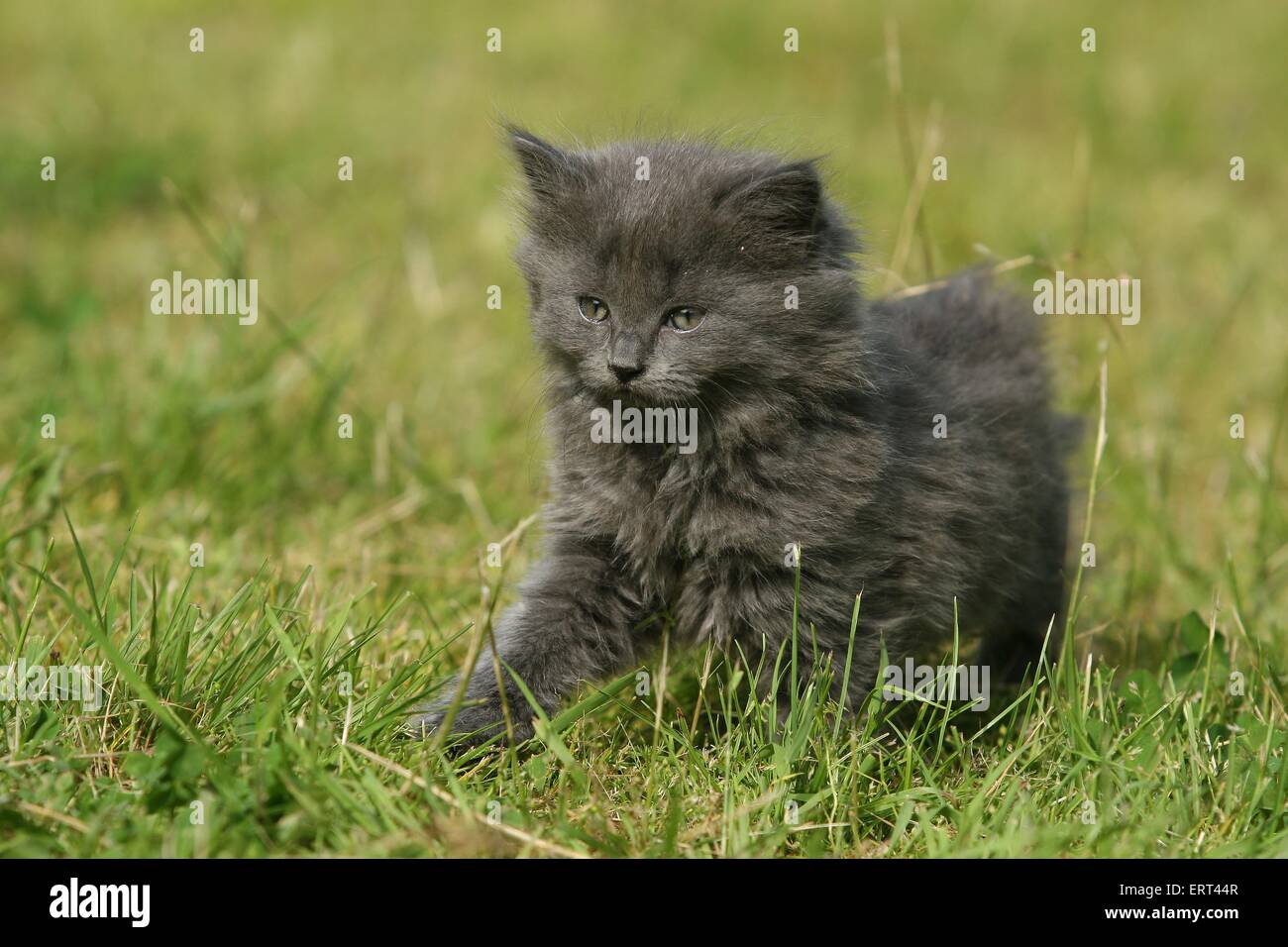 German Longhair kitten Stock Photo - Alamy