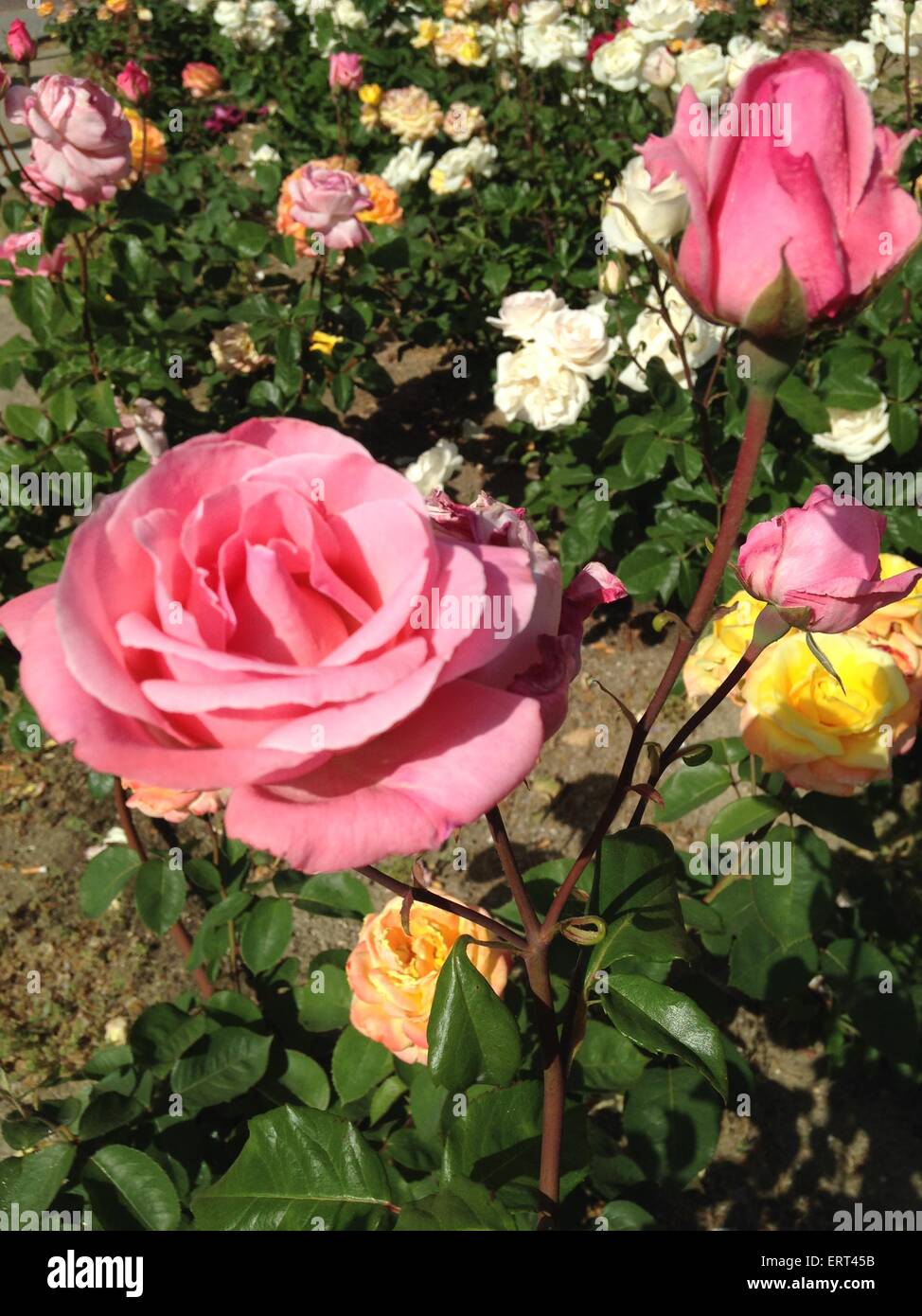 color de la flor de la rosa Stock Photo - Alamy