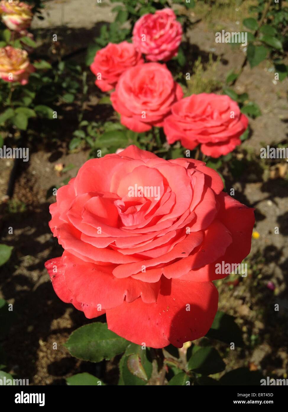 color de la flor de la rosa Stock Photo - Alamy