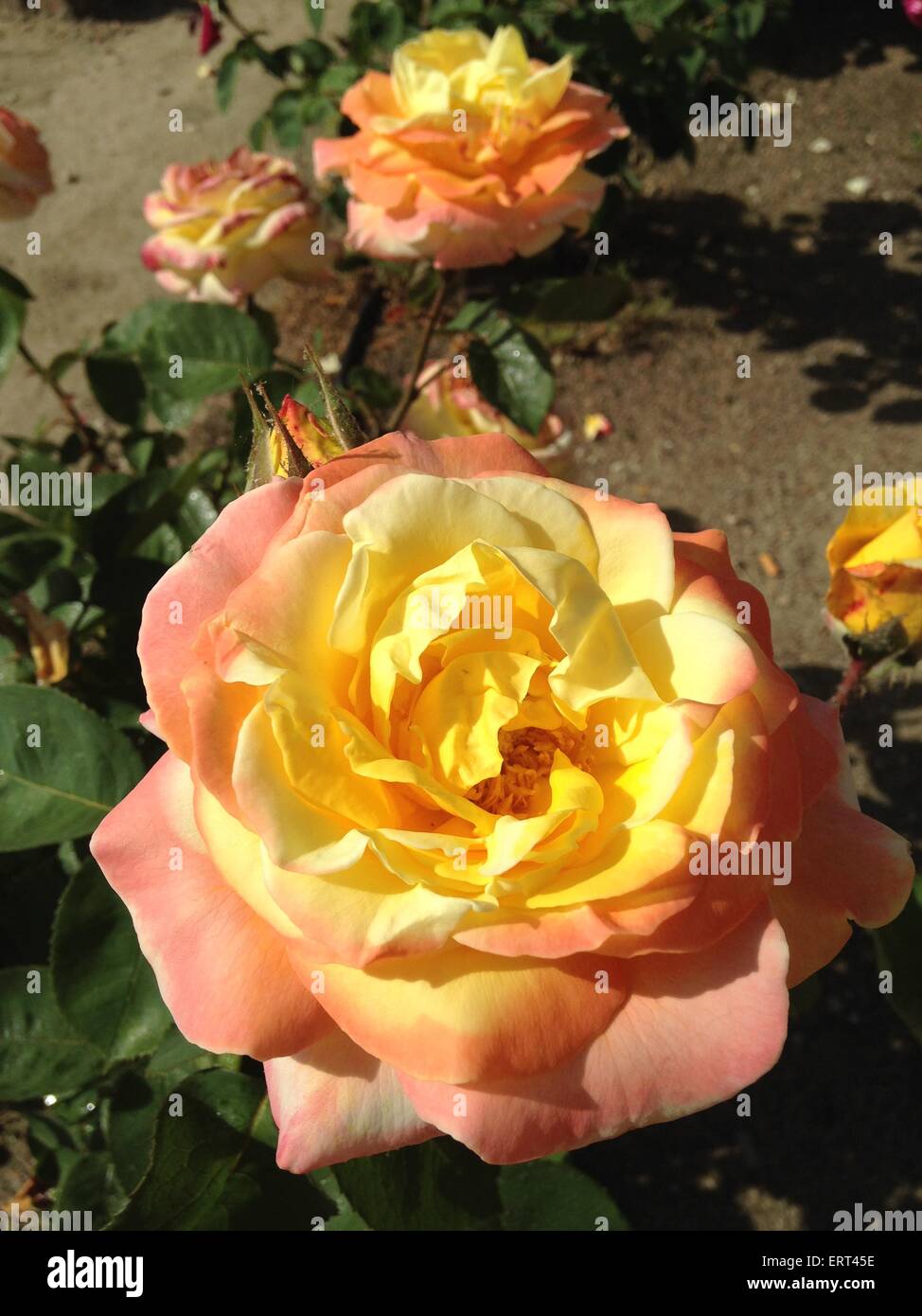 color de la flor de la rosa Stock Photo - Alamy