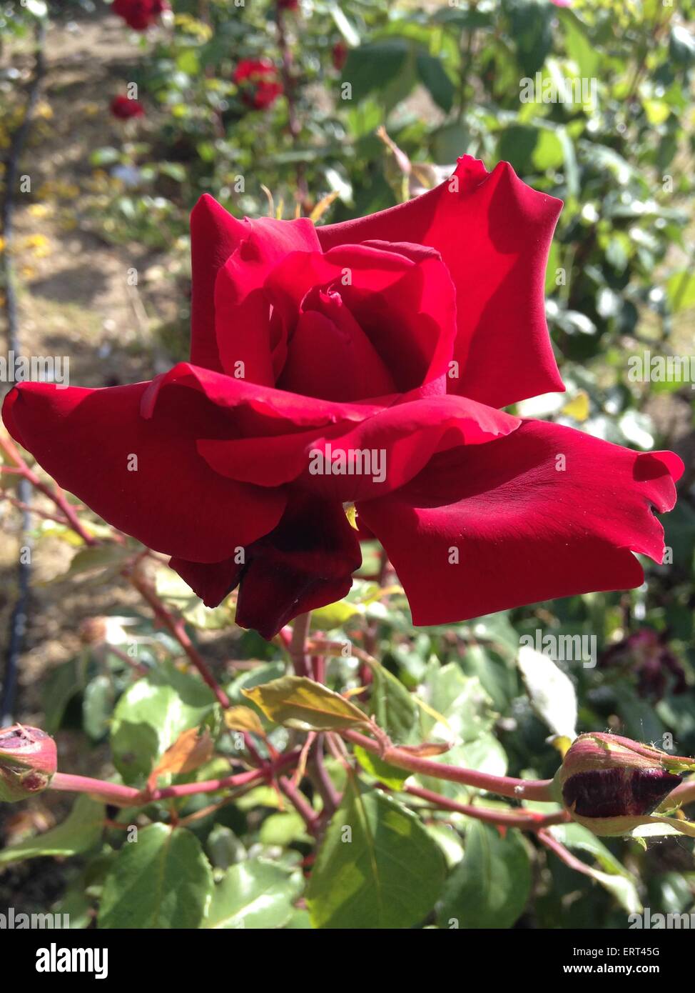 color de la flor de la rosa Stock Photo - Alamy