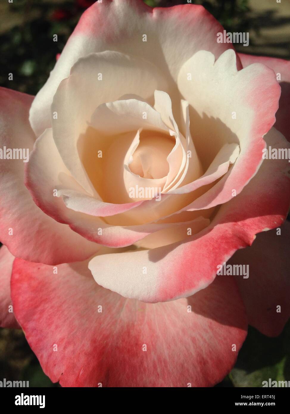 color de la flor de la rosa Stock Photo - Alamy