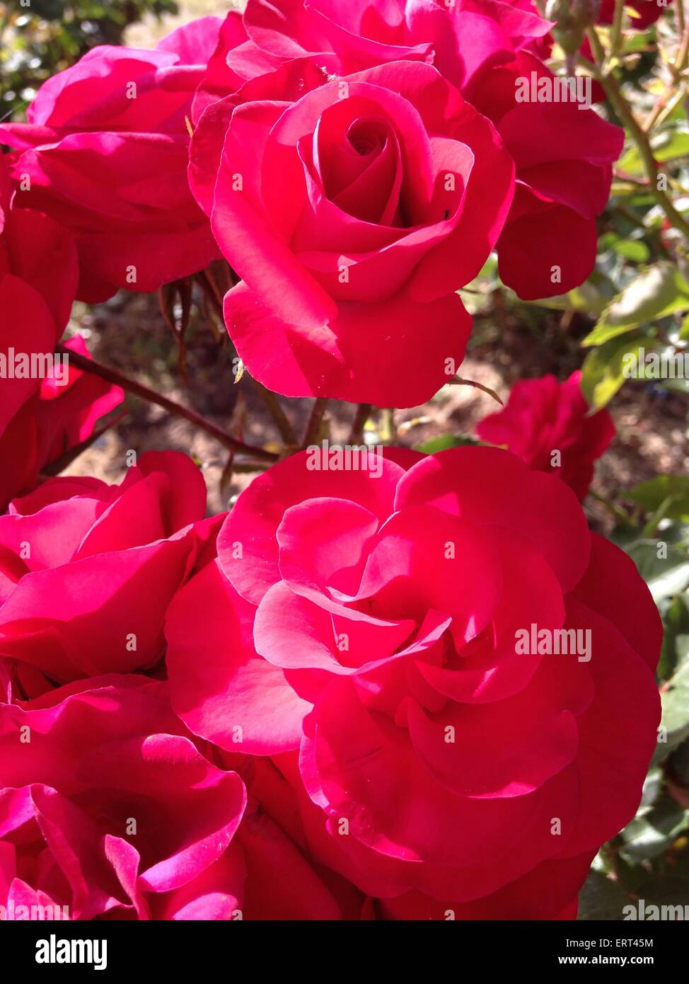 color de la flor de la rosa Stock Photo - Alamy