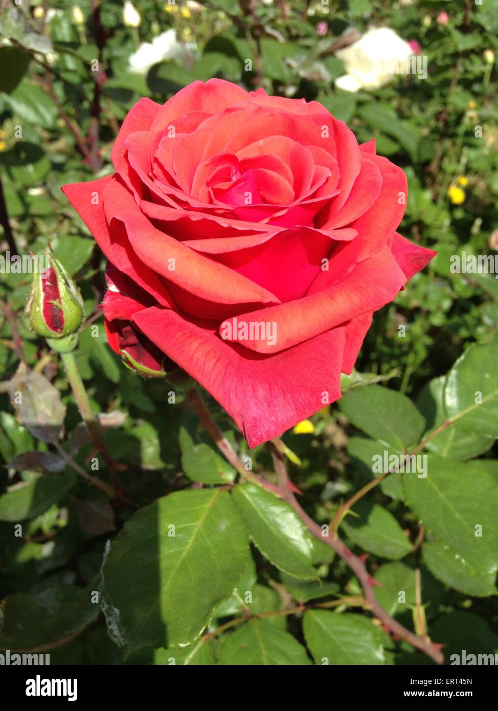 color de la flor de la rosa Stock Photo - Alamy
