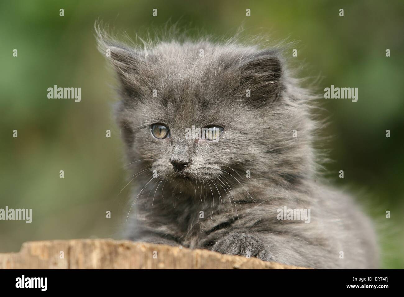 German Longhair kitten Stock Photo - Alamy