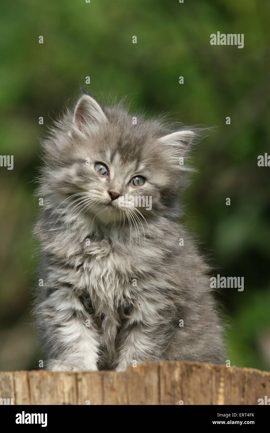 German Longhair kitten Stock Photo - Alamy
