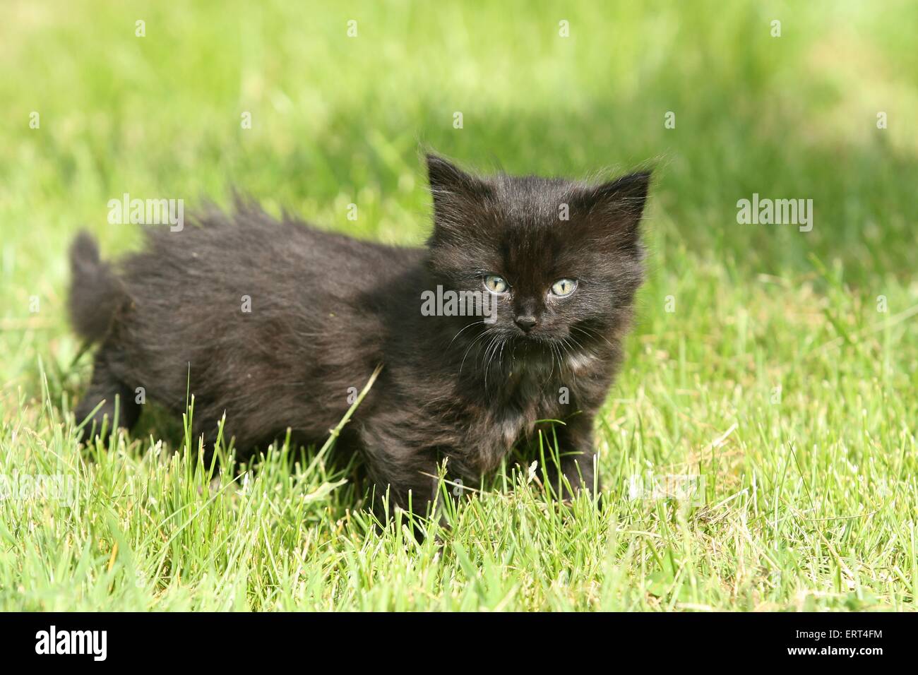 German Longhair kitten Stock Photo - Alamy
